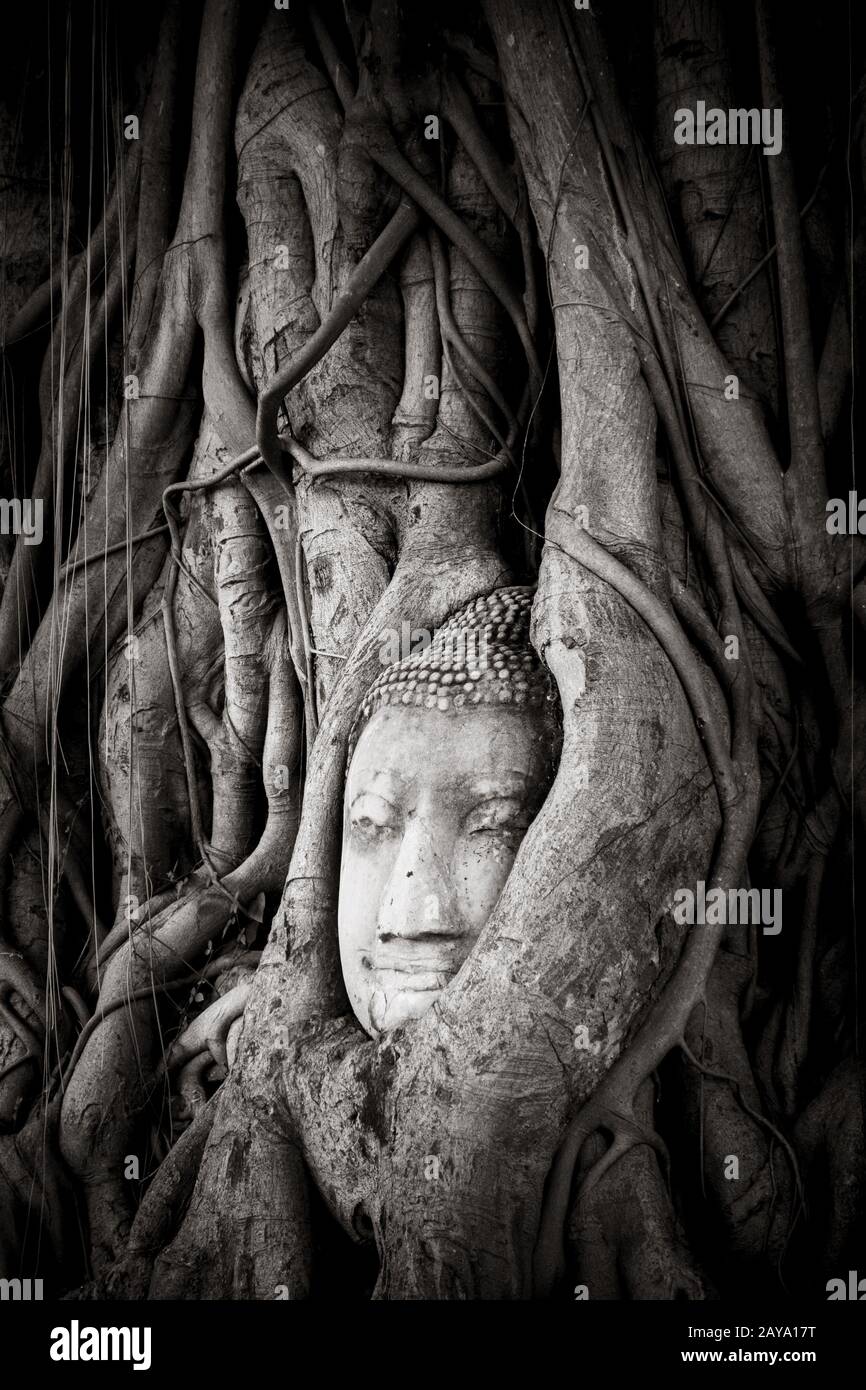 Buddha Head in Tree Roots, Wat Mahathat, Ayutthaya, Thailand Stock ...