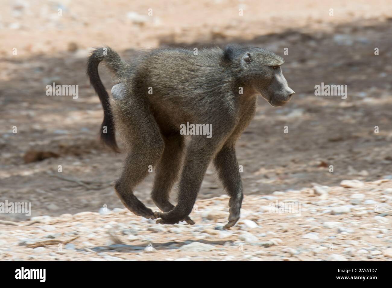 Chacma baboon running papio hi-res stock photography and images - Alamy