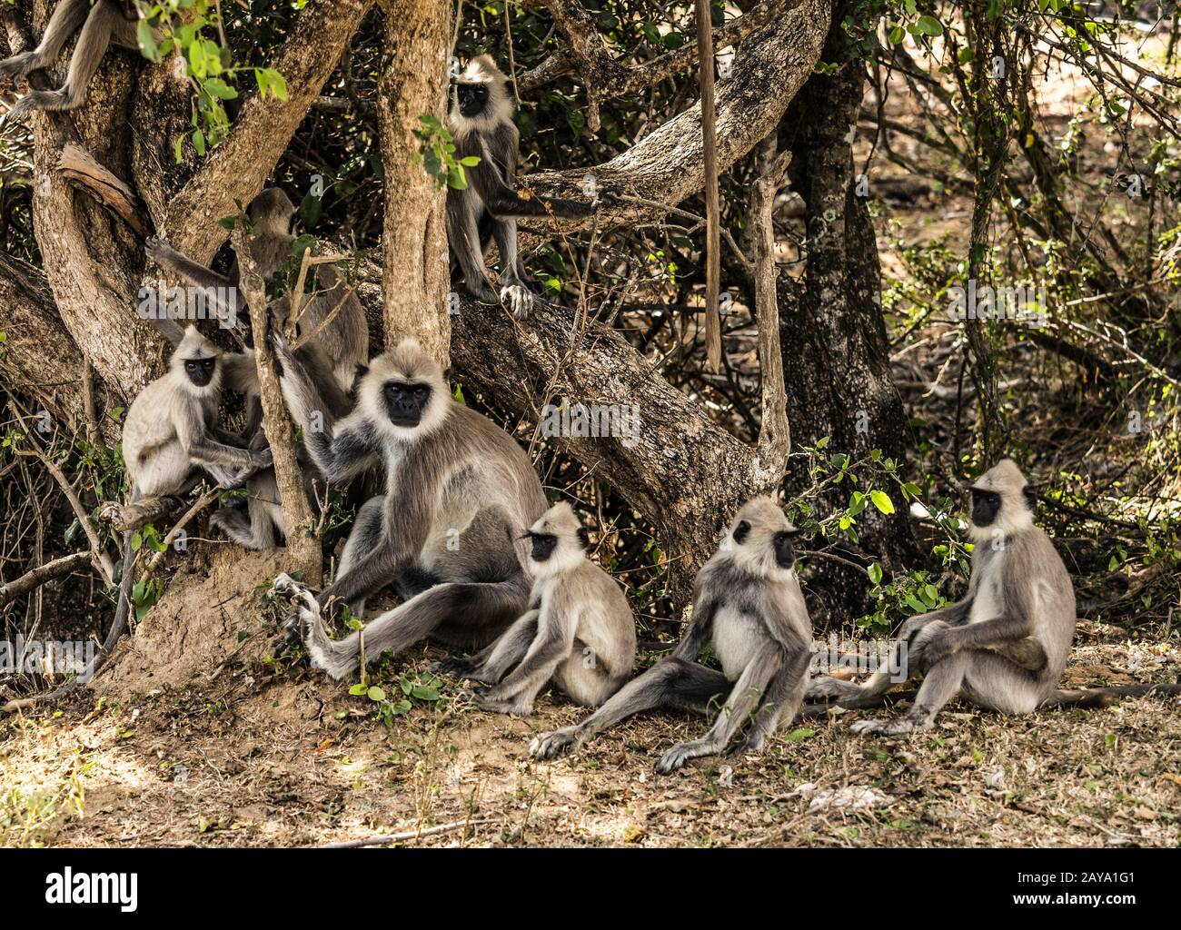 Space monkeys hi-res stock photography and images - Alamy