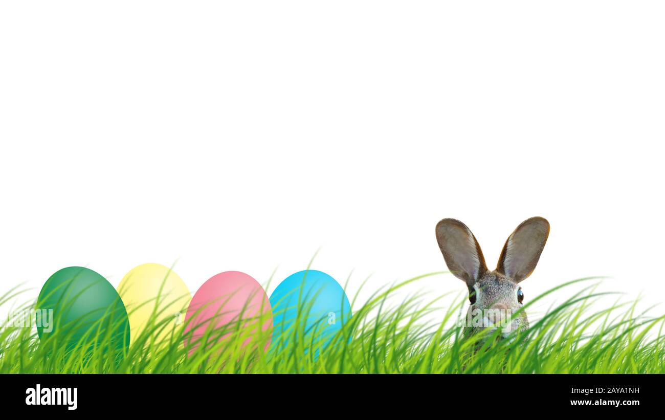 Hidden easter rabbit in a green meadow with colorful easter eggs ...