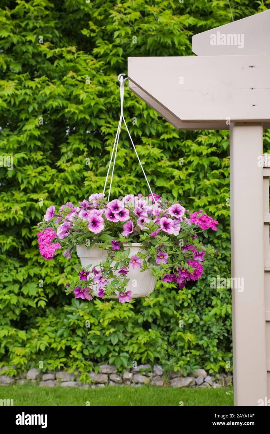Pergola and flowers hi-res stock photography and images - Alamy