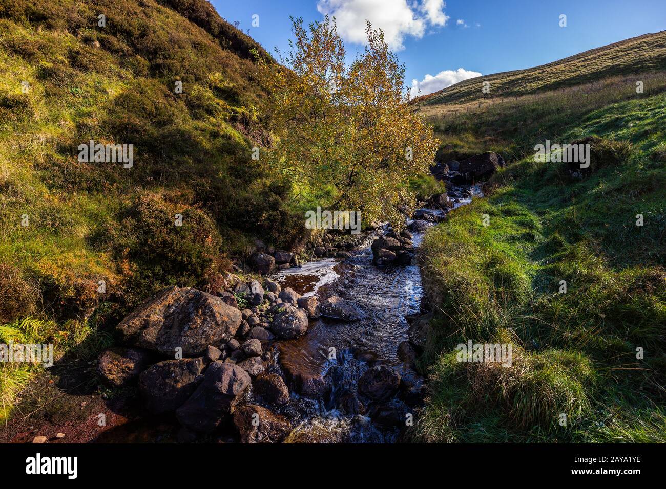 Stream between leaves hi-res stock photography and images - Alamy