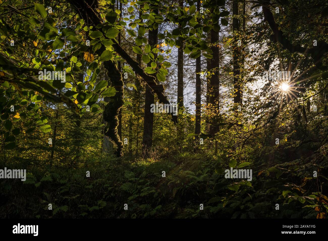 Star forest hi-res stock photography and images - Alamy