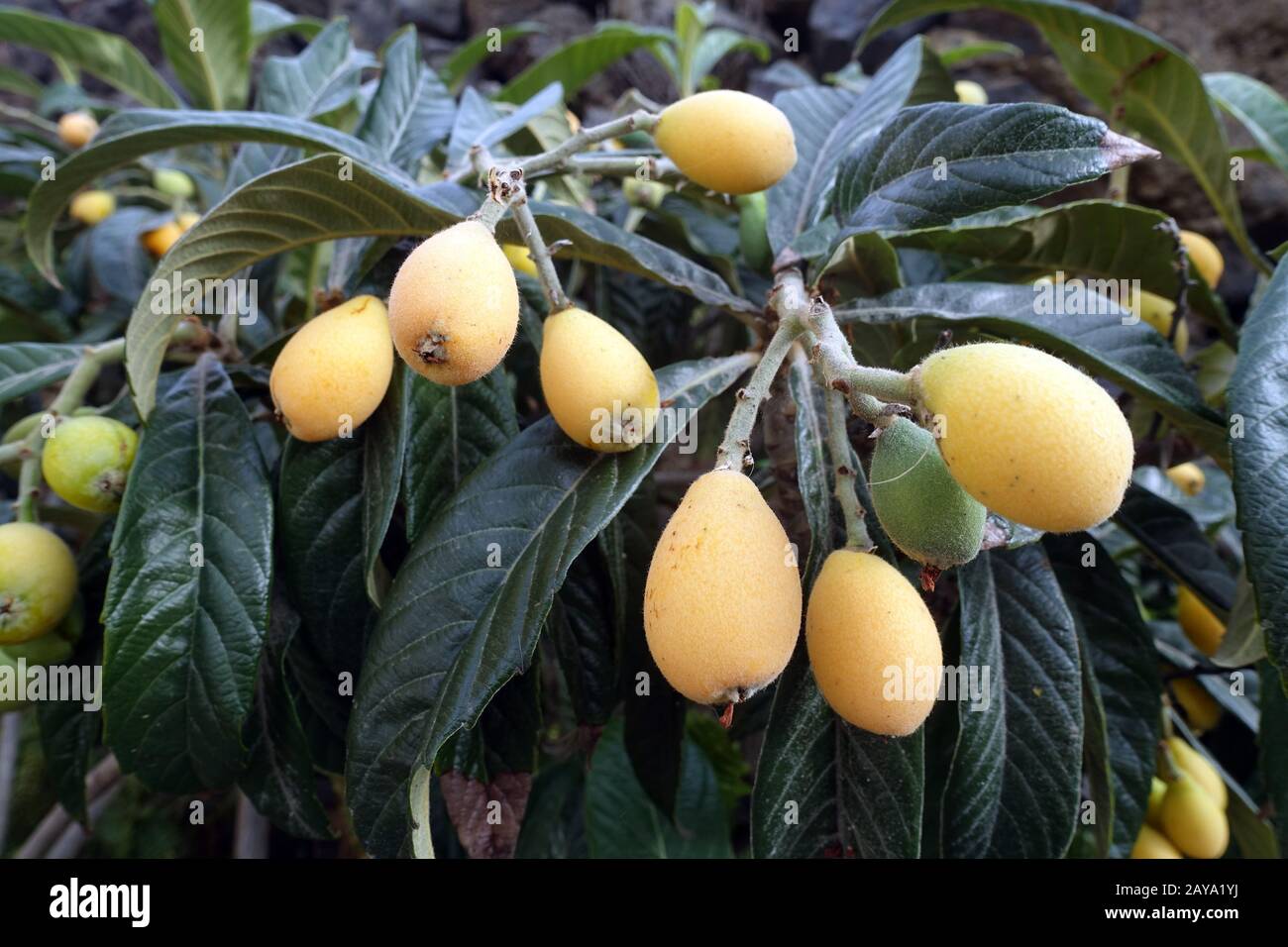 Japanese medlar (Eriobotrya japonica), leaves and fruits Stock Photo ...