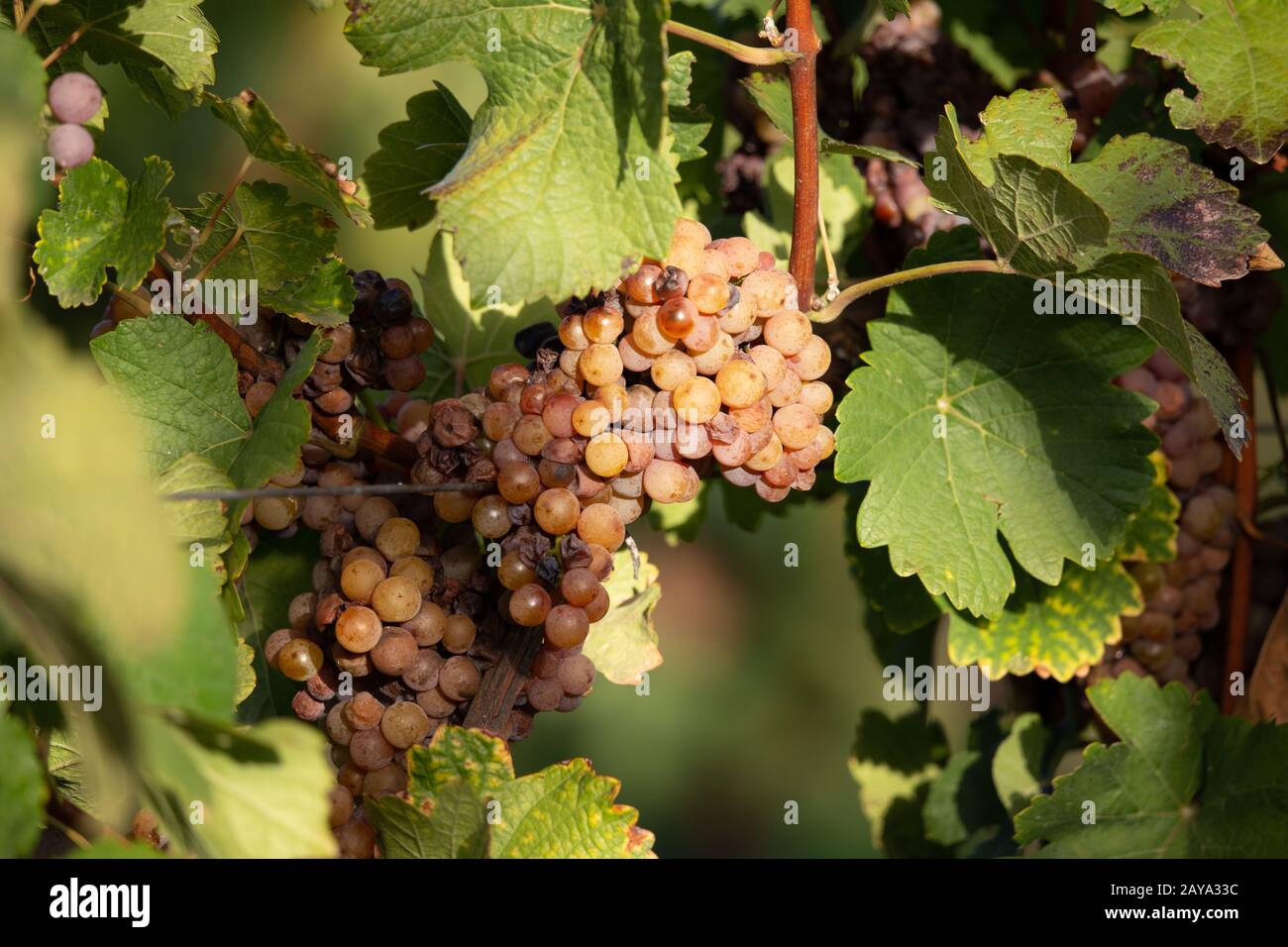Wine grapes before harvest Stock Photo - Alamy
