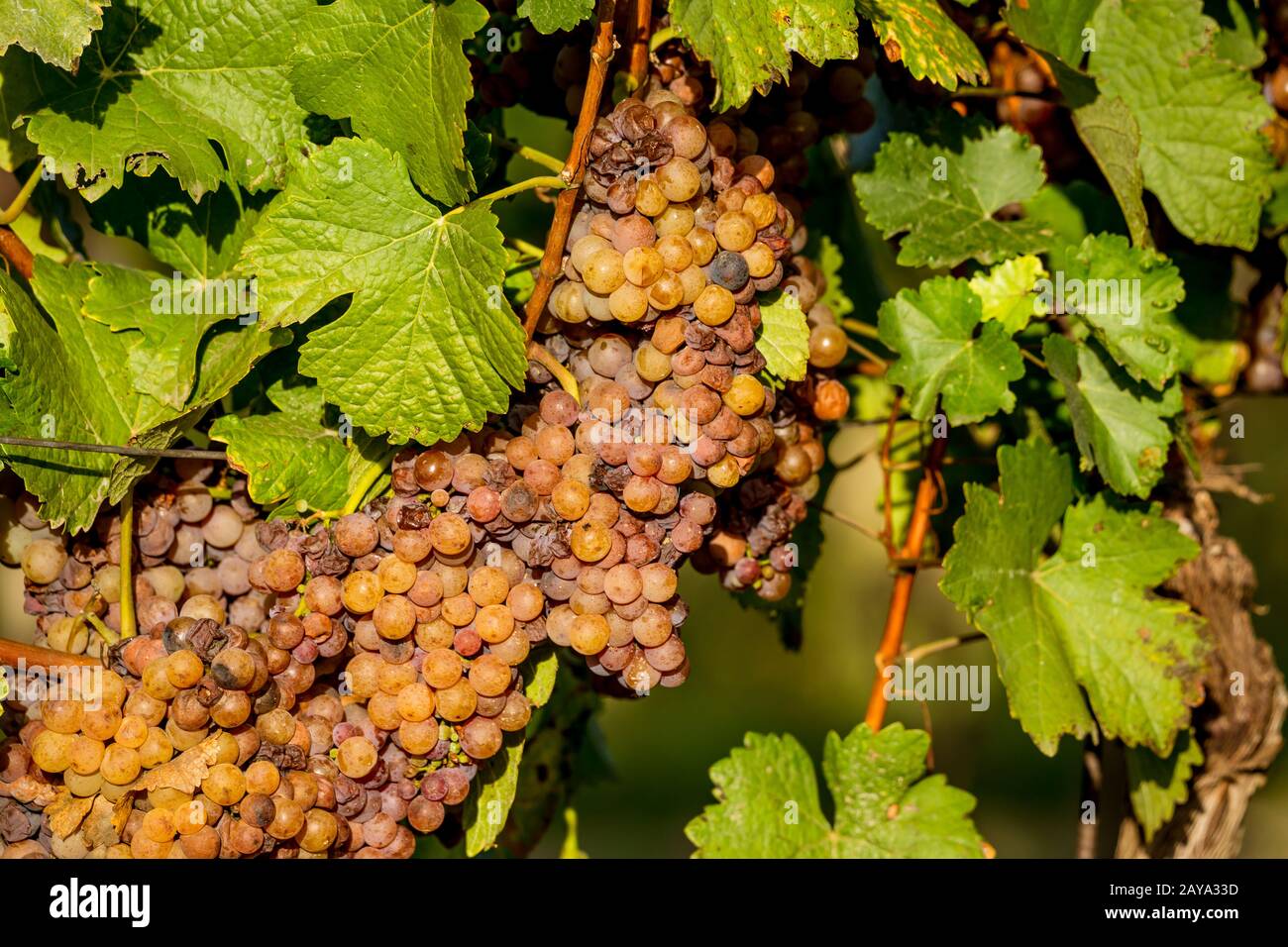 Wine grapes before harvest Stock Photo - Alamy