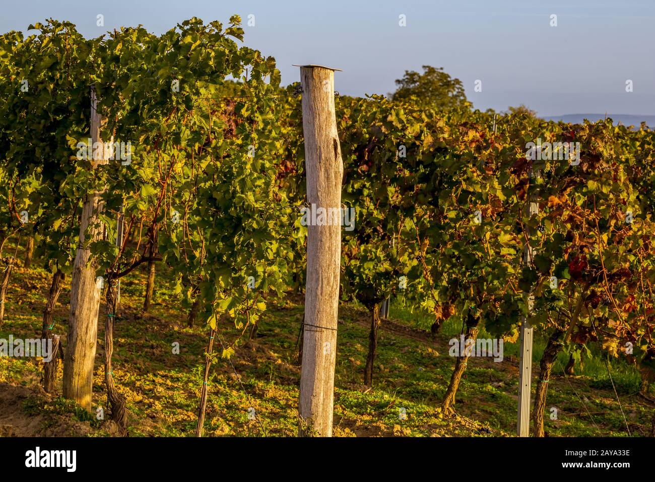 Rows of vines on the hill Stock Photo - Alamy
