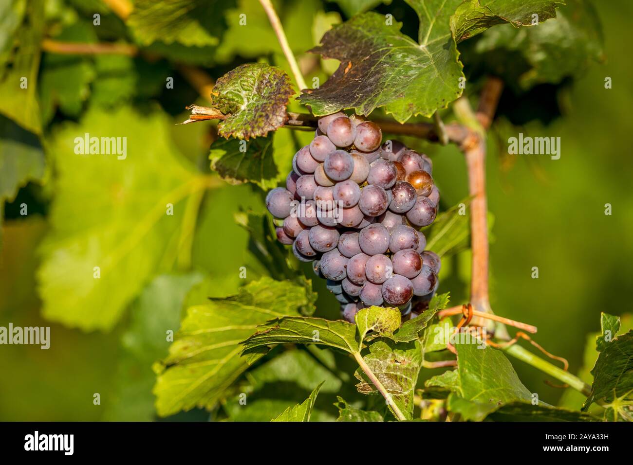 Wine grapes before harvest Stock Photo - Alamy