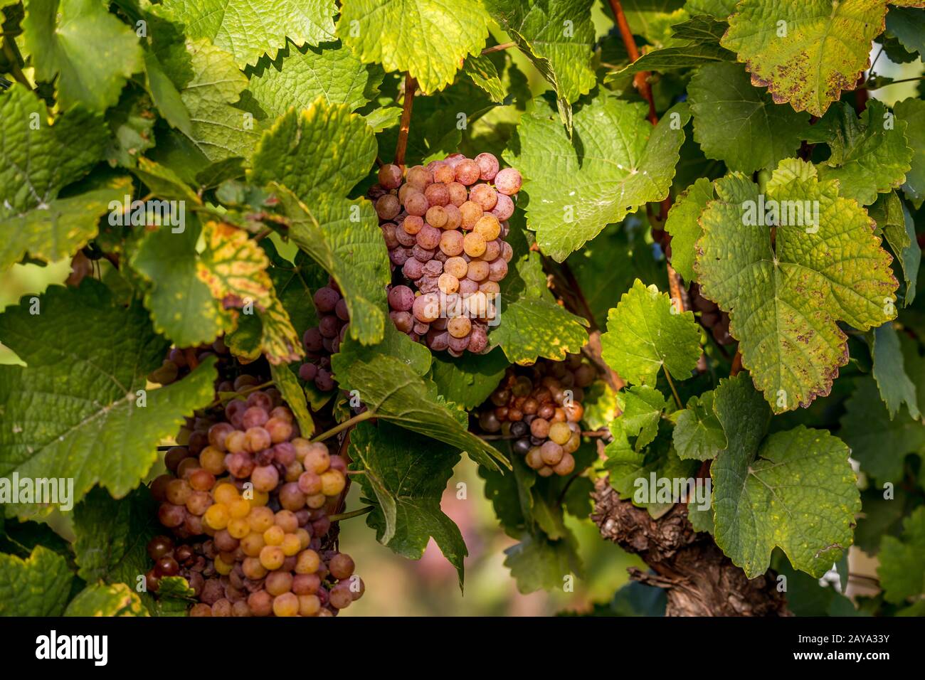 Wine grapes before harvest Stock Photo - Alamy