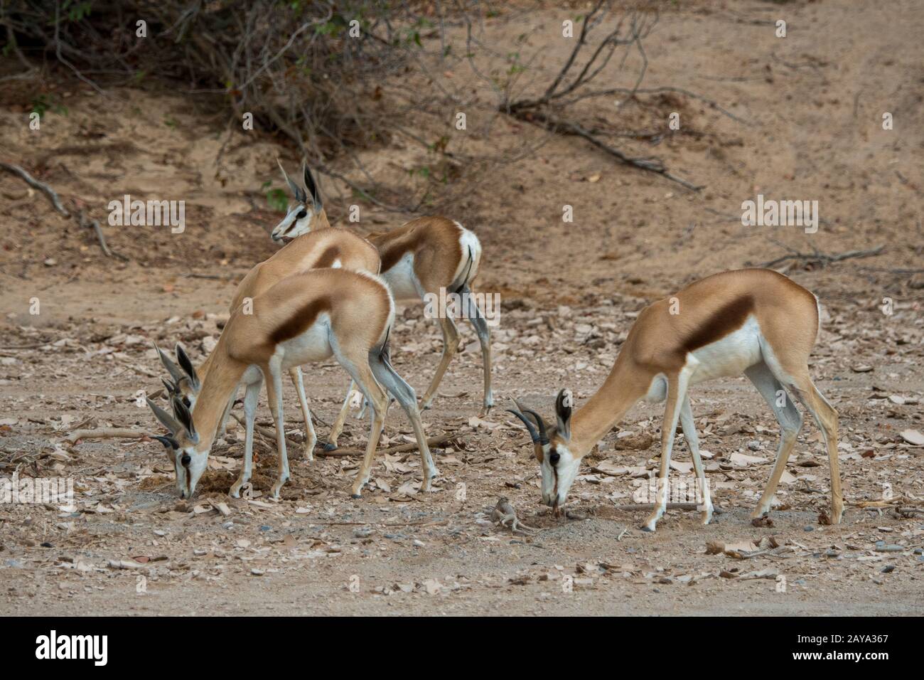 Springbucks hi-res stock photography and images - Alamy