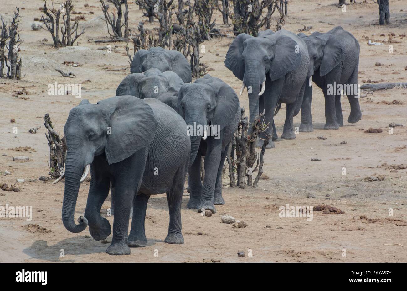 Zimbabwe savanna hi-res stock photography and images - Alamy