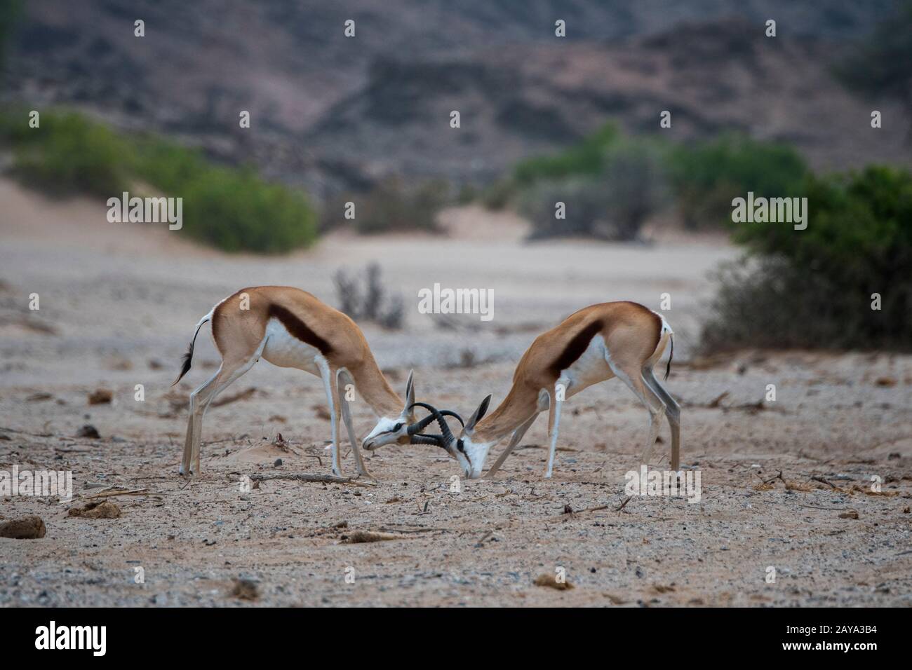 Two male Springboks (Antidorcas marsupialis) fighting in the Huanib ...