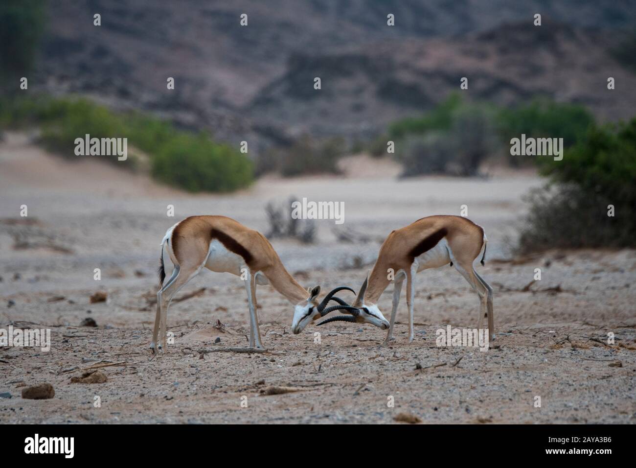 Two male Springboks (Antidorcas marsupialis) fighting in the Huanib ...
