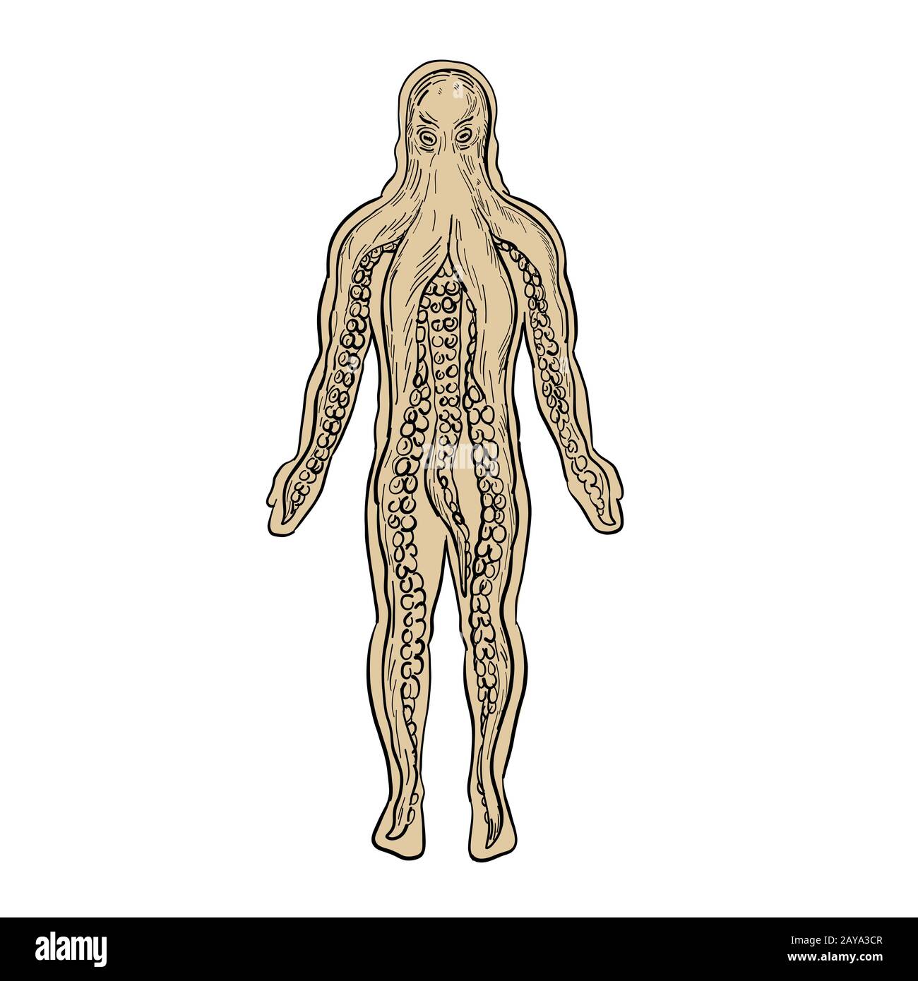 Octopus Anatomy Illustration Stock Image C0498764 Octopus Jellyfish