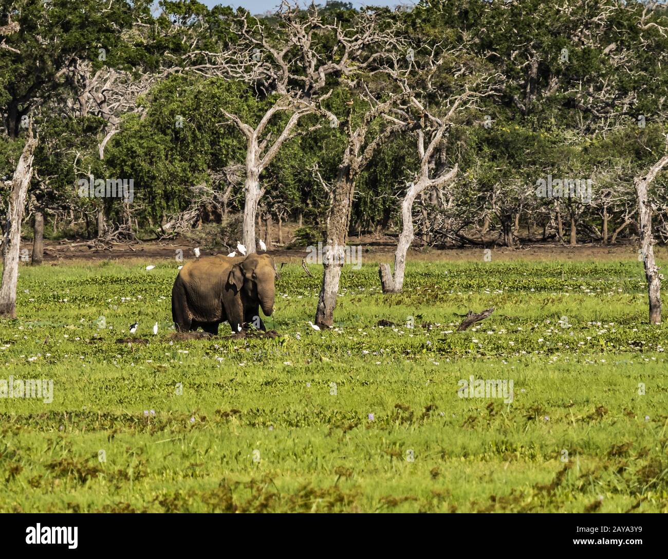 Reed bed birds hi-res stock photography and images - Alamy