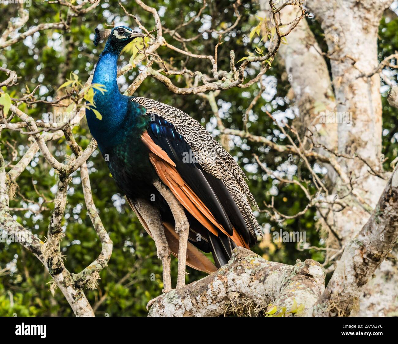 Peacock Photography