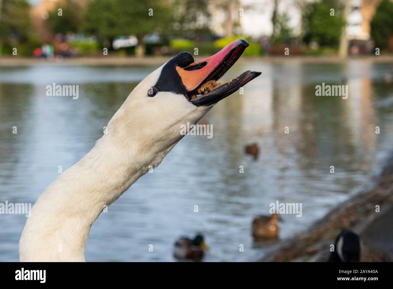 Cygnus olor eat hi-res stock photography and images - Alamy