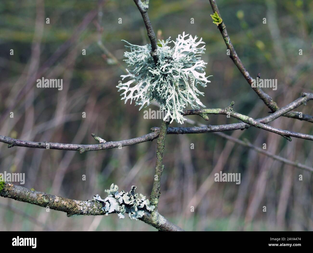 Oak moss lichen hi-res stock photography and images - Alamy