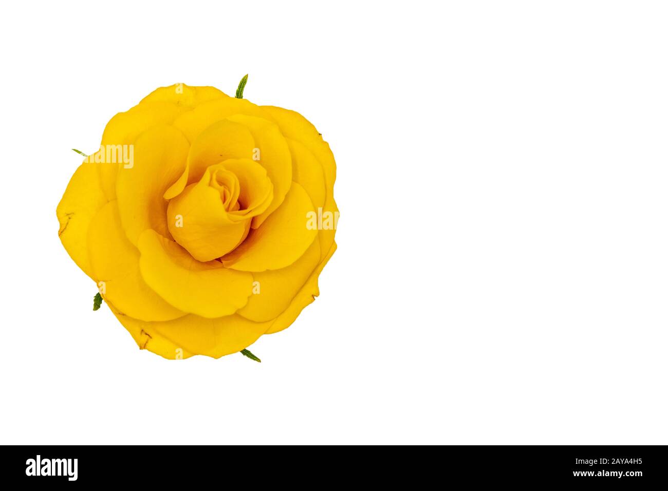 Yellow rose head isolated on white background Stock Photo - Alamy