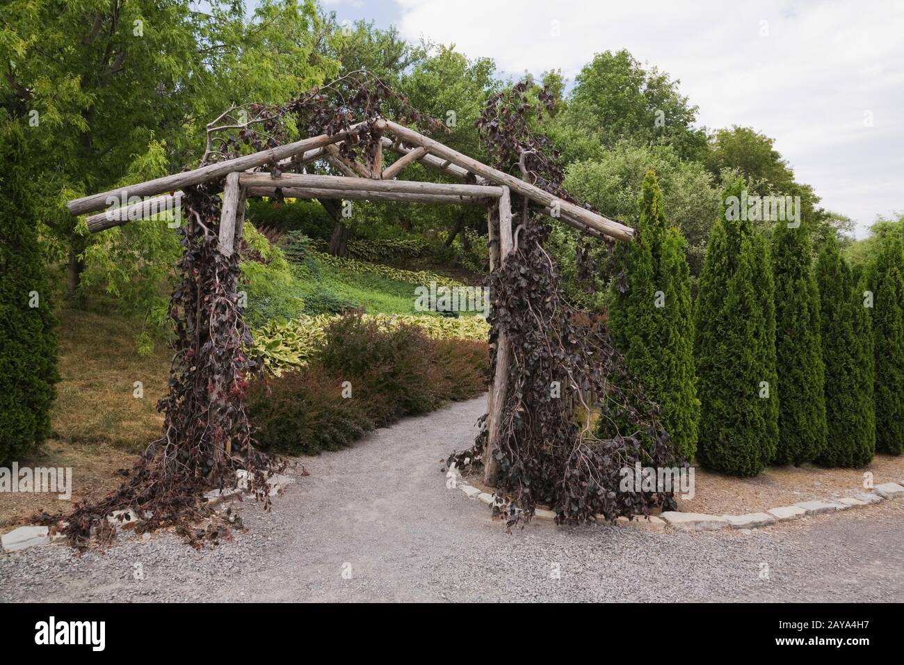 Gravel path through wooden cut log arbour bordered by burgundy Berberis ...