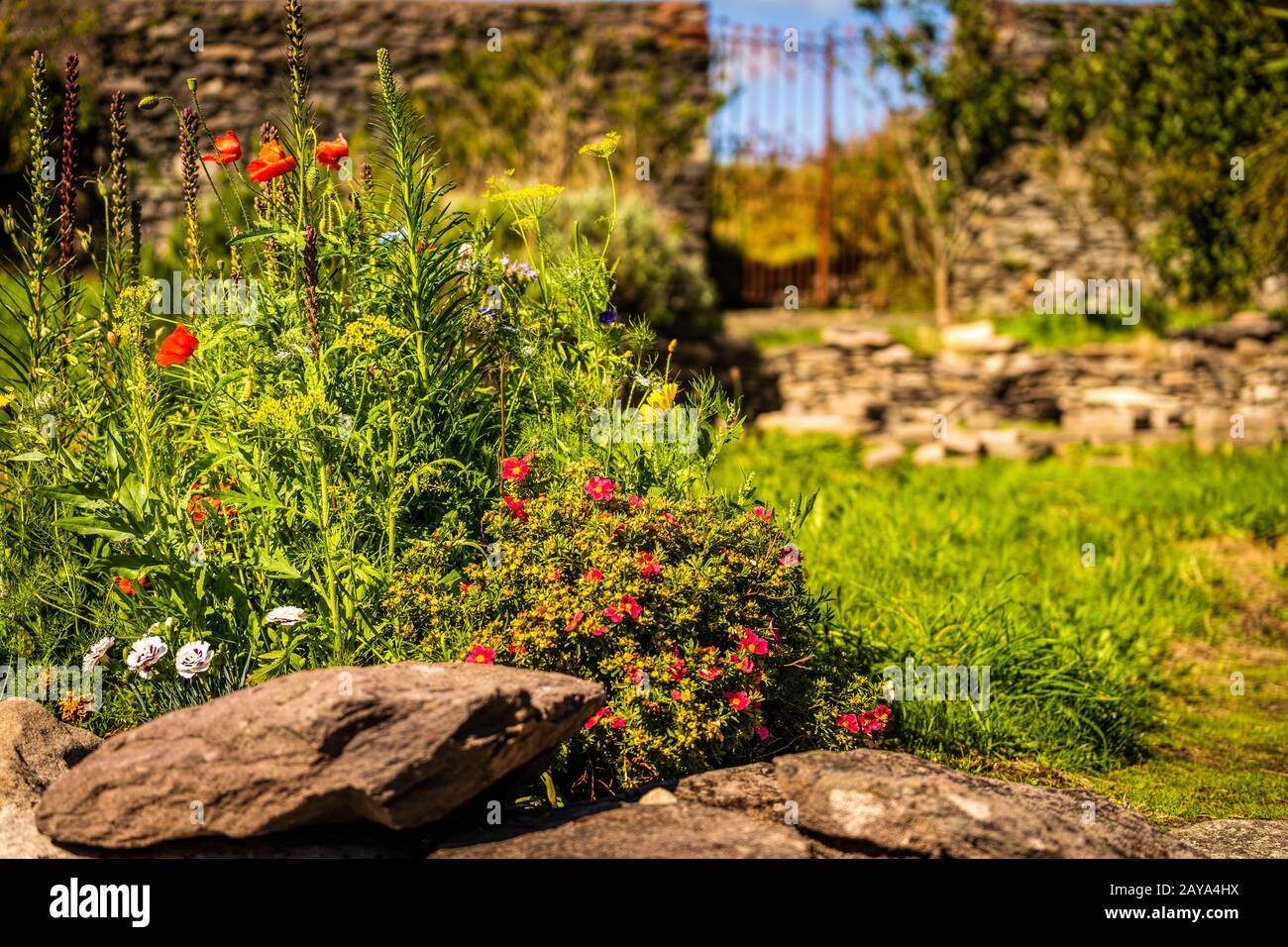 Red flowers in botanic garden during spring with defocused background ...