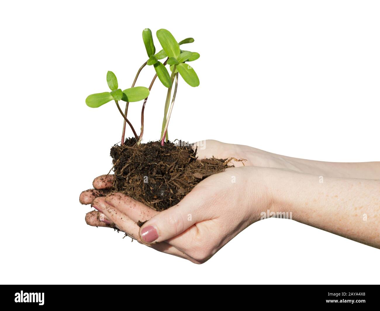 Woman planting small green plants with her hands Stock Photo - Alamy
