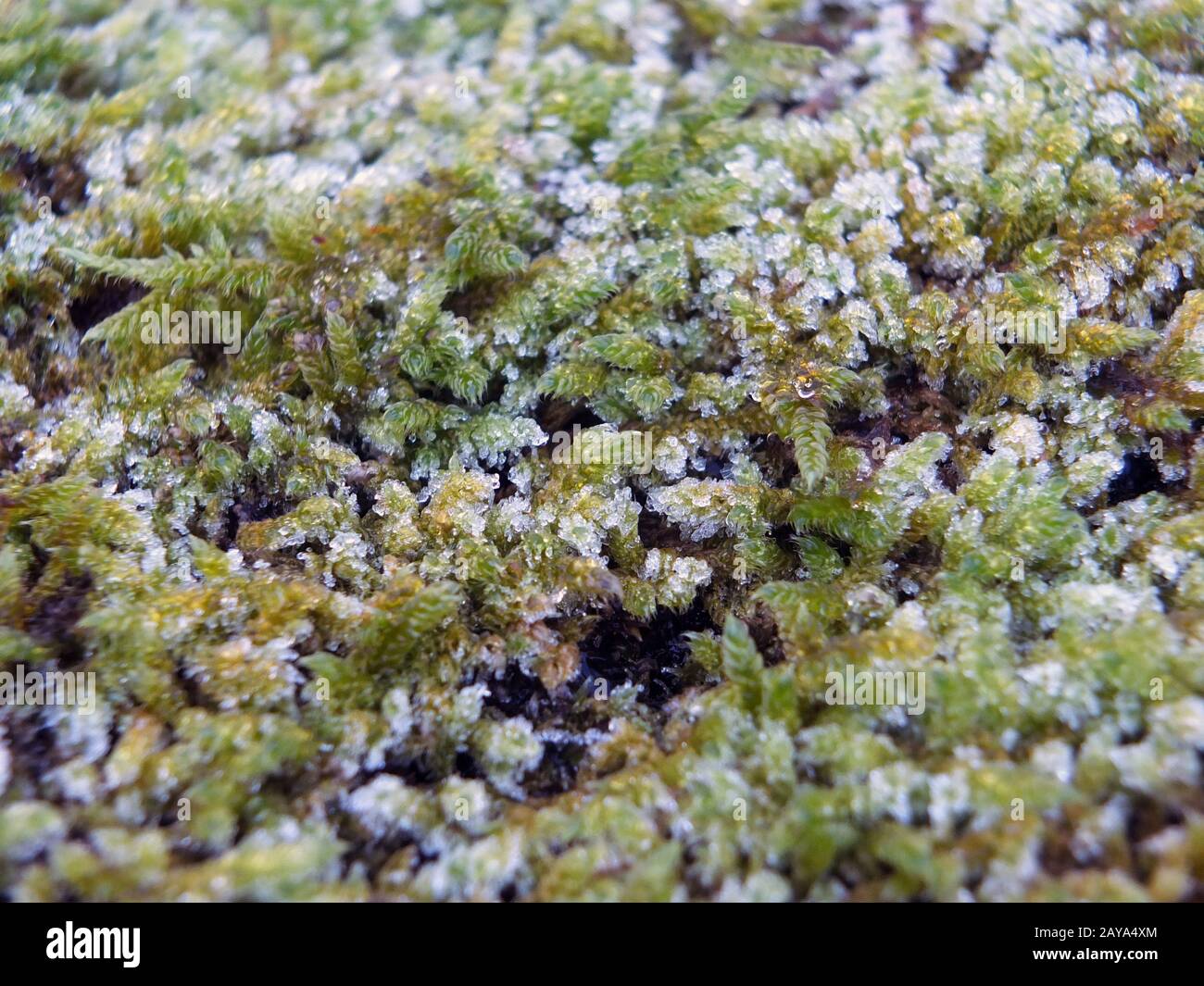 Frozen moss hi-res stock photography and images - Alamy