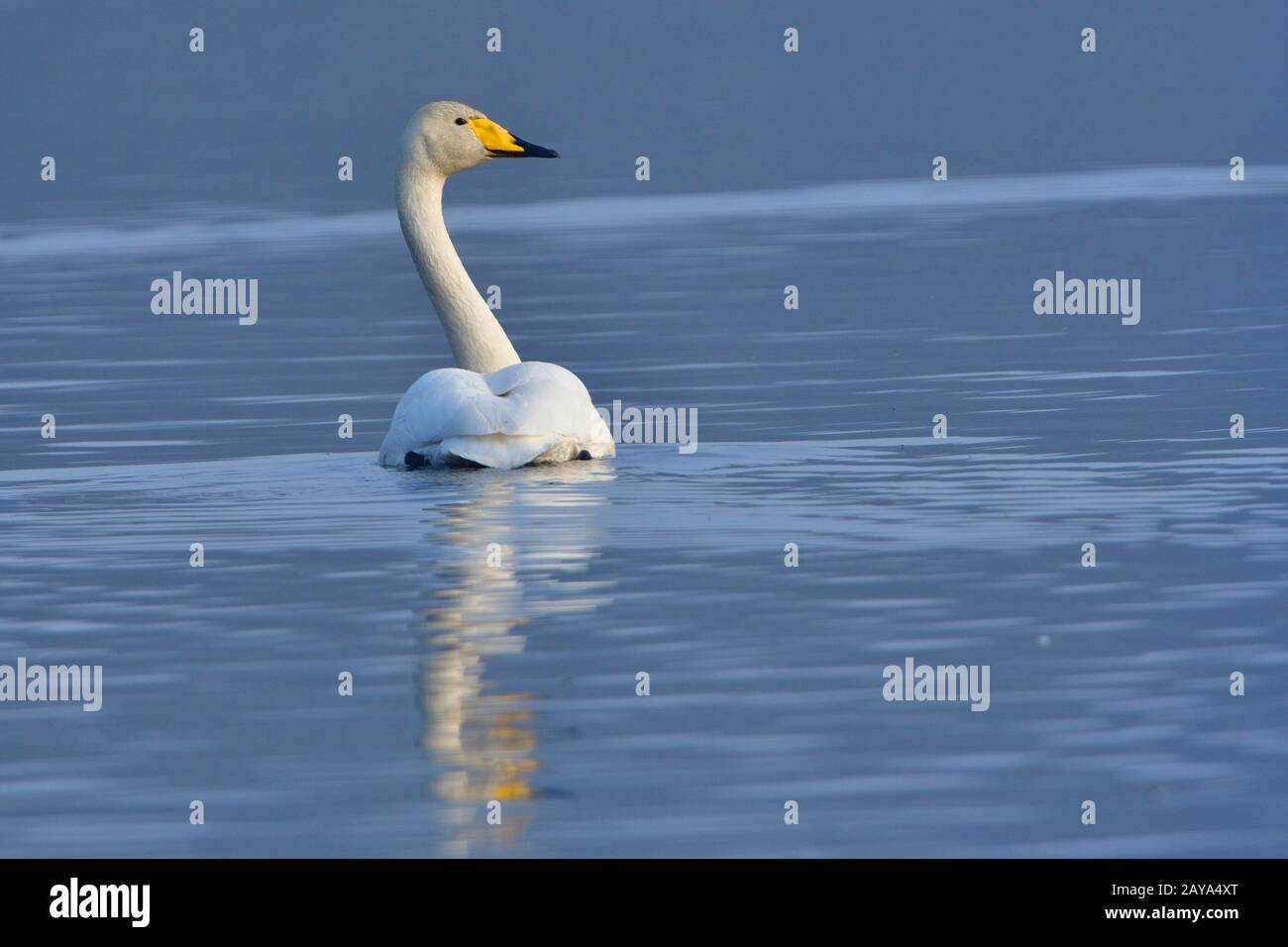 Upper swan hi-res stock photography and images - Alamy