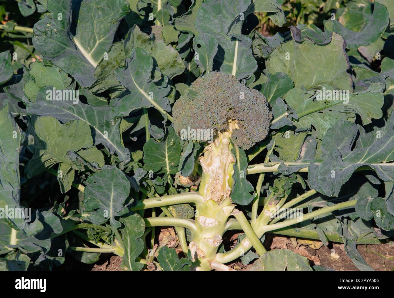 Broccoli field in the cabbage growing region Schleswig Holstein Stock ...