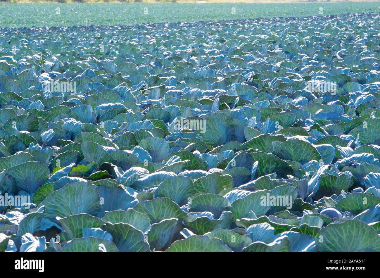 Red cabbage field in the cabbage growing region Schleswig Holstein ...