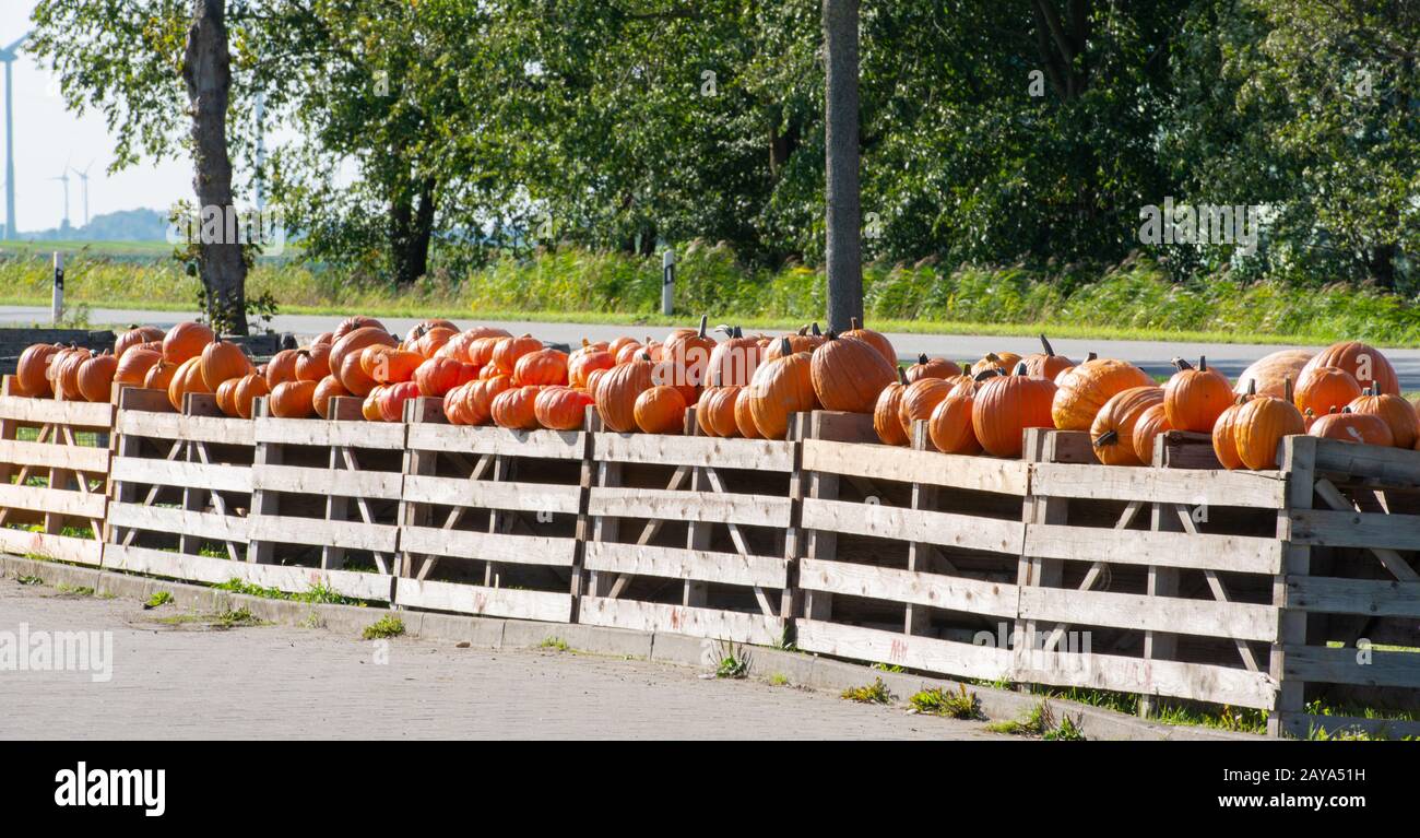 Farm shop pumpkin selling on a street Stock Photo - Alamy