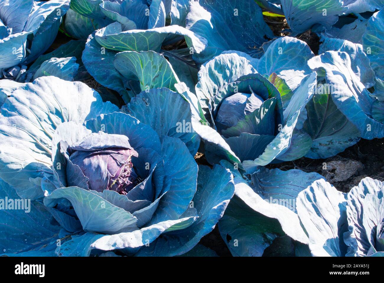 Red cabbage field in the cabbage growing region Schleswig Holstein ...