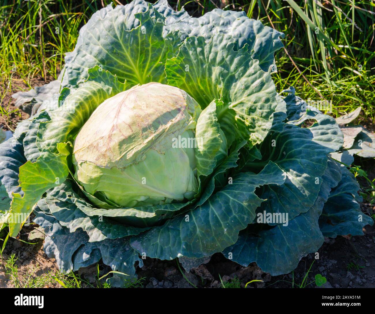 Cabbage field in the cabbage growing region Schleswig Holstein Stock ...