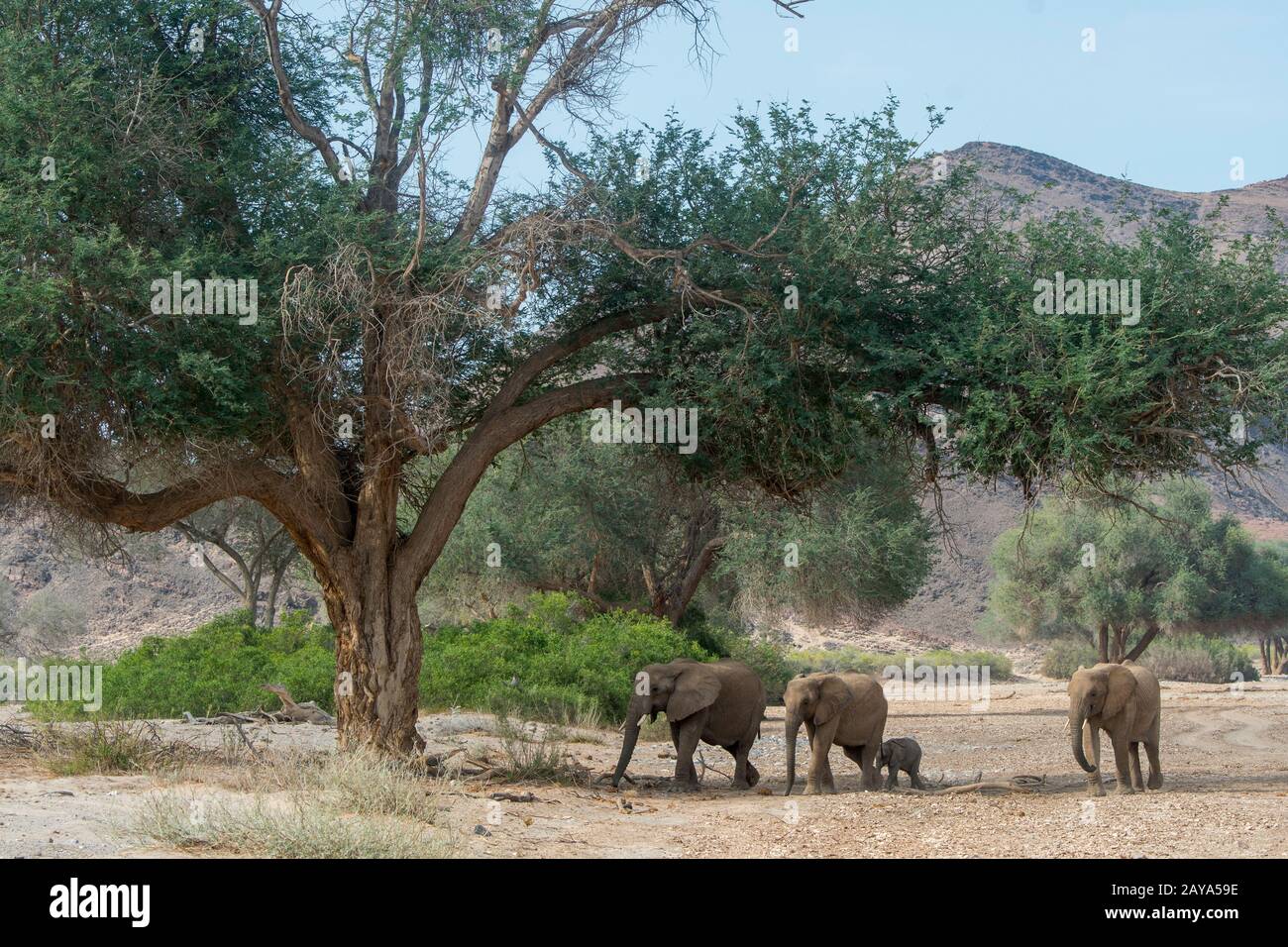 A group of African elephants (Loxodonta africana) with a baby (about 4 ...
