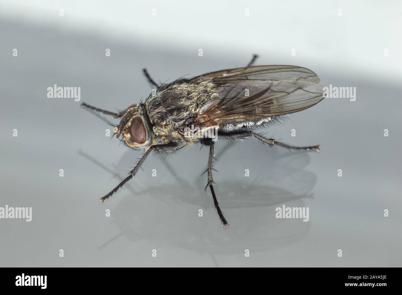 Fly up close Stock Photo - Alamy