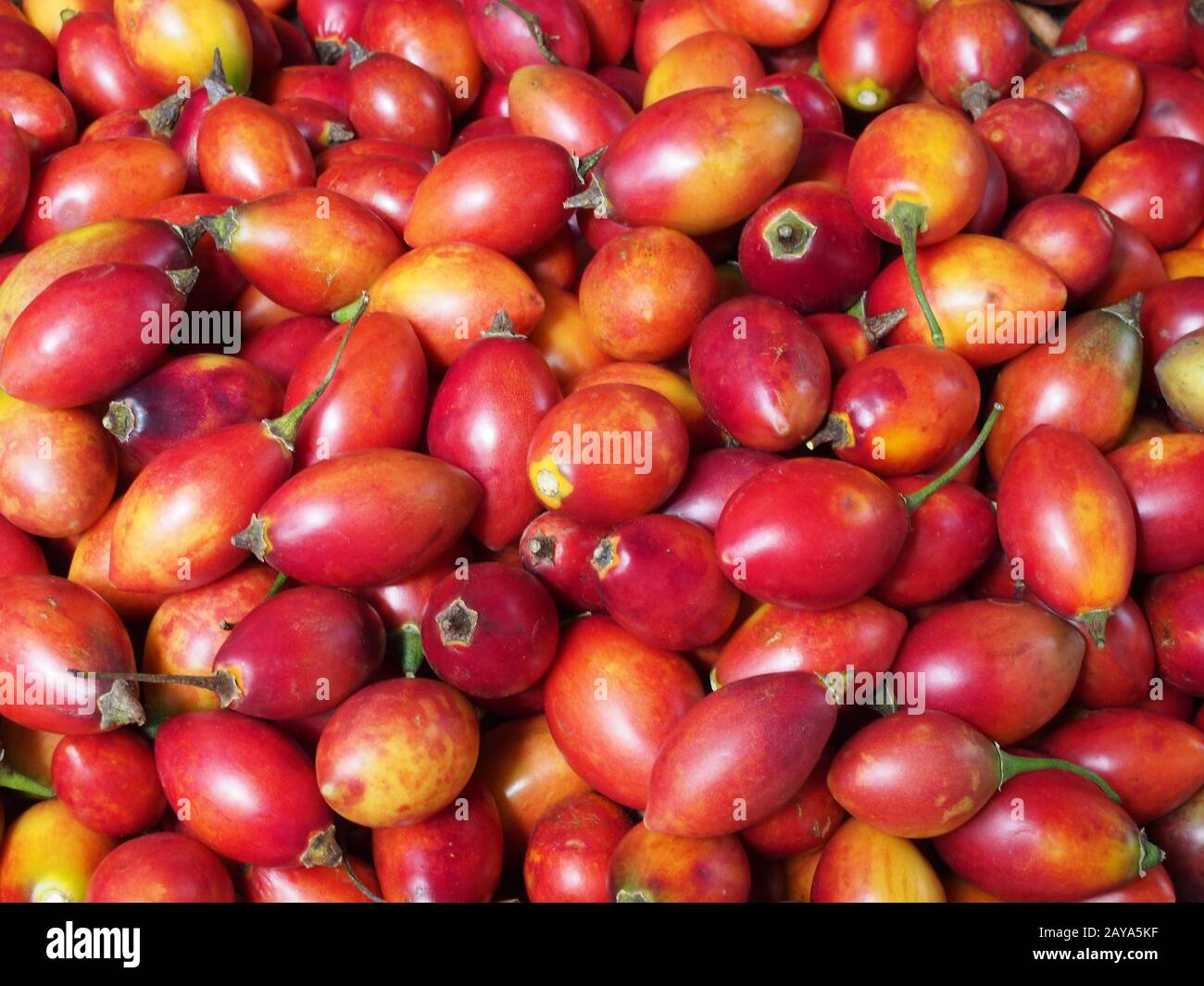 fruit of the ethiopian eggplant Solanum aethiopicumalso know as nakati ...
