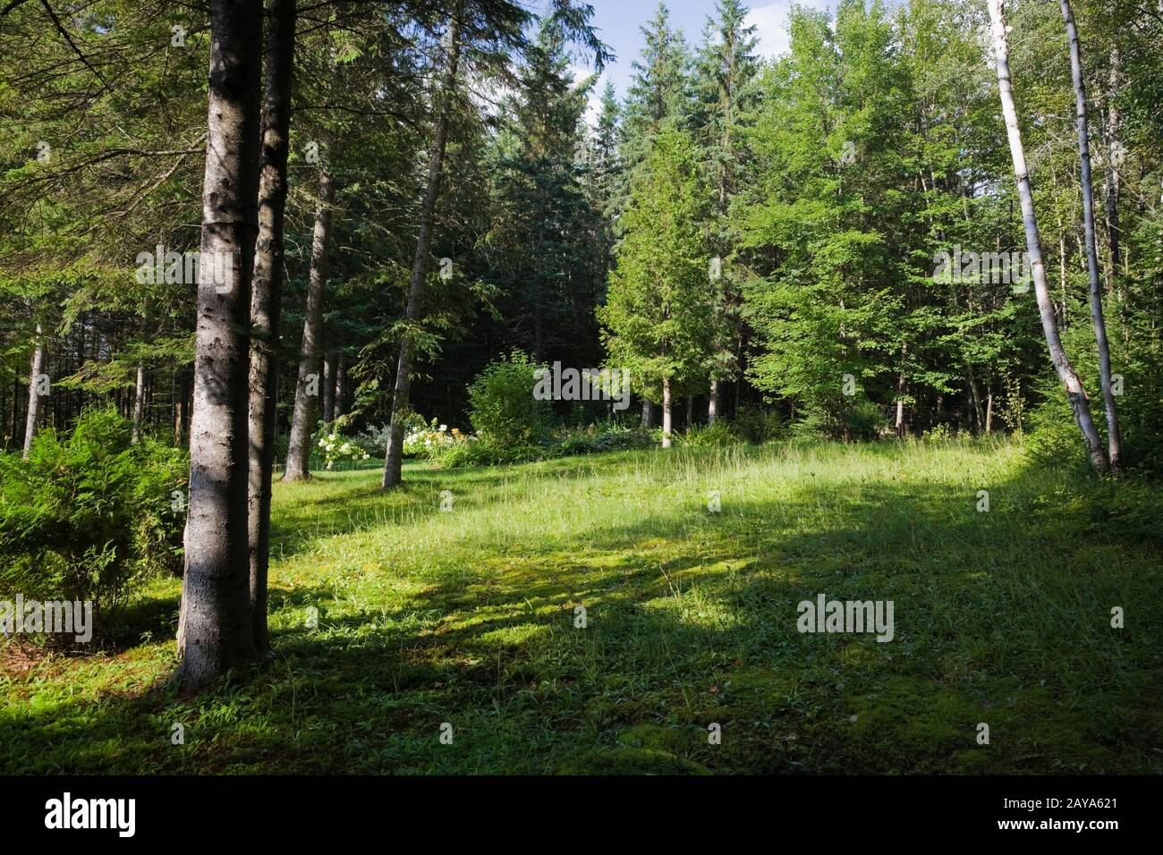 Small meadow in a forest of evergreen and deciduous trees in backyard ...