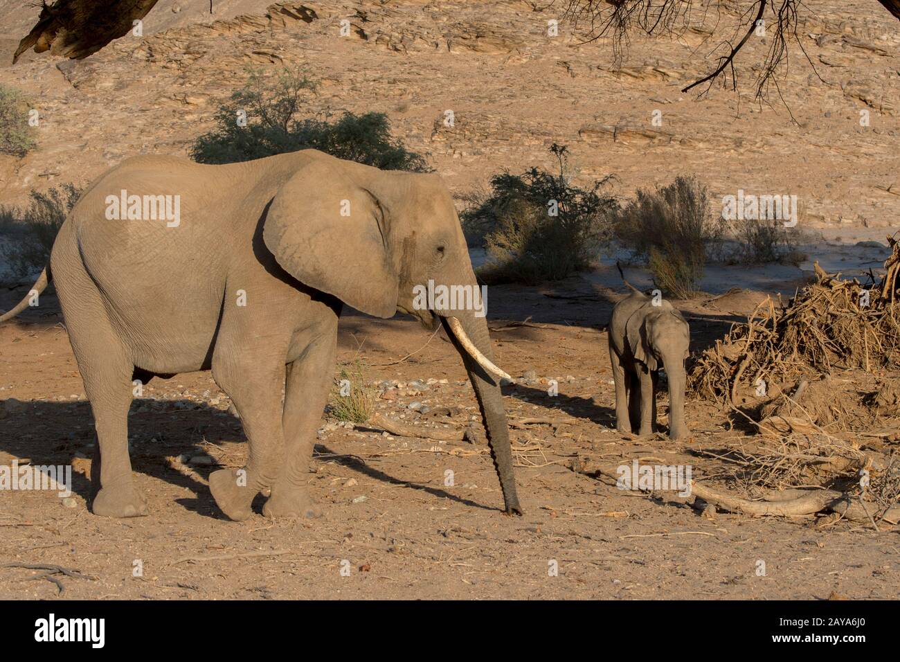 African elephant fruit hi-res stock photography and images - Alamy