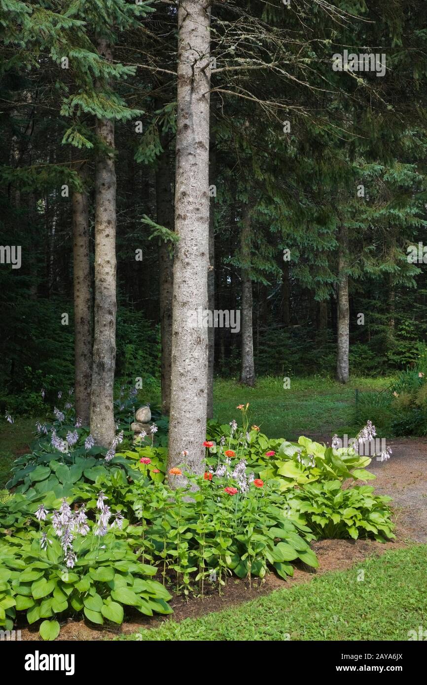 Picea - Spruce Trees underplanted with mauve flowering Hosta plants and ...