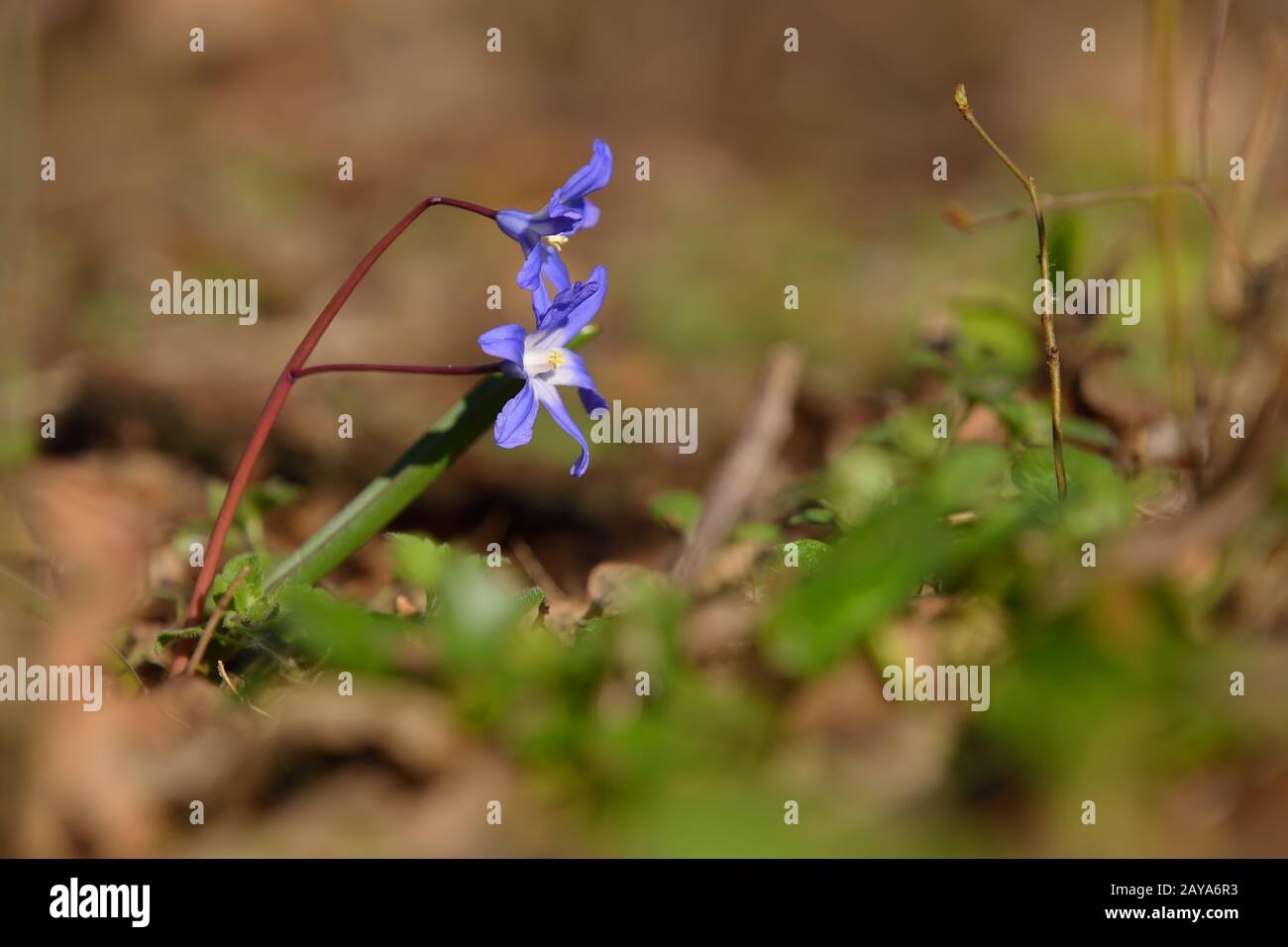 Blue star blossom hi-res stock photography and images - Alamy