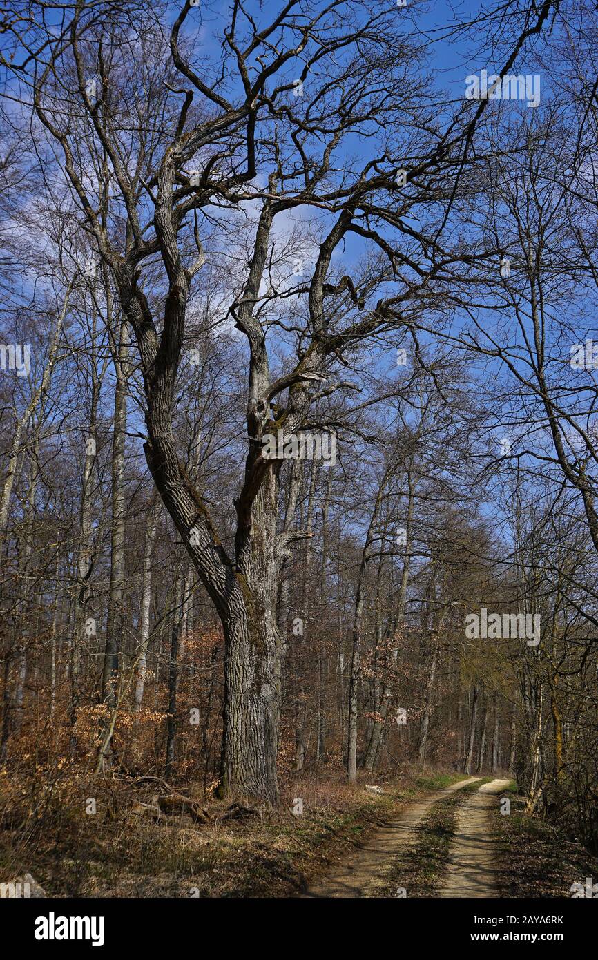 oak tree in spring Stock Photo - Alamy