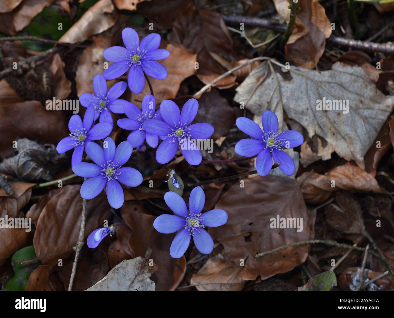 liverleaf, kidneywort, liverwort Stock Photo - Alamy