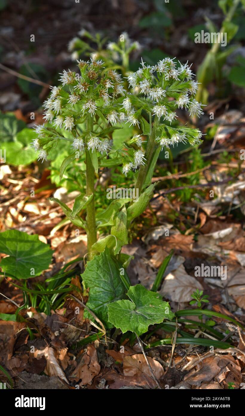 Butterbur plants hi-res stock photography and images - Alamy