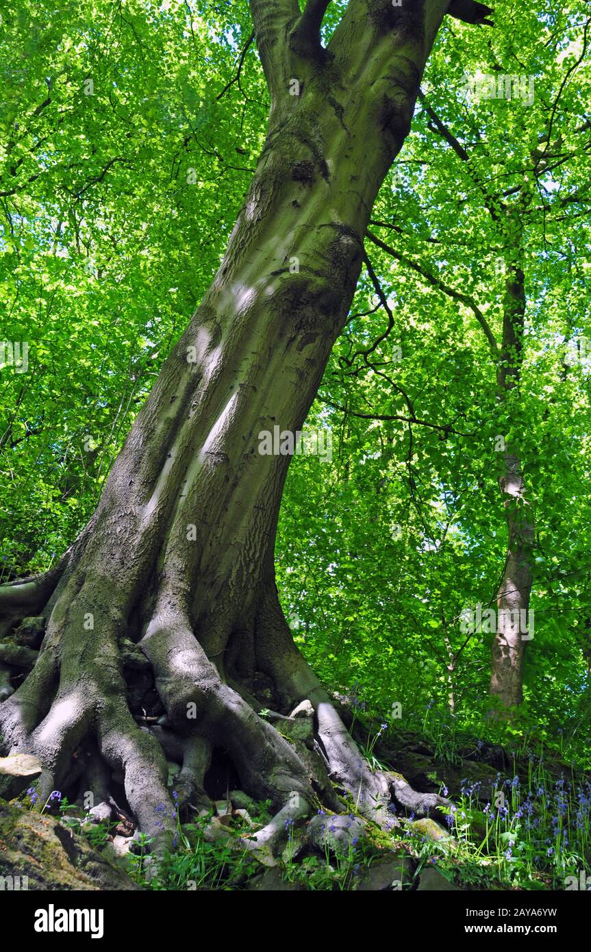 Lush green beech trees hi-res stock photography and images - Alamy