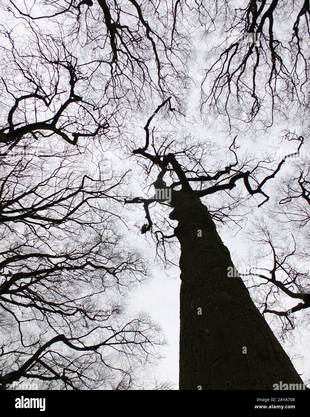 dramatic tall winter trees in silhouette with black twisted branches ...