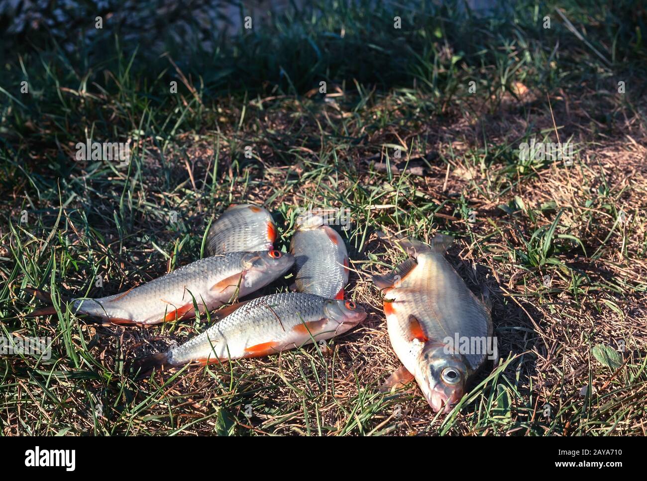 Fish on earth hi-res stock photography and images - Alamy