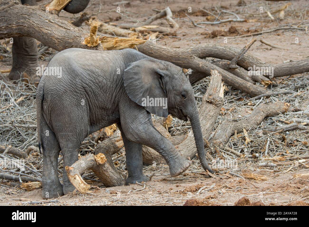 Elephants on sticks hi-res stock photography and images - Alamy