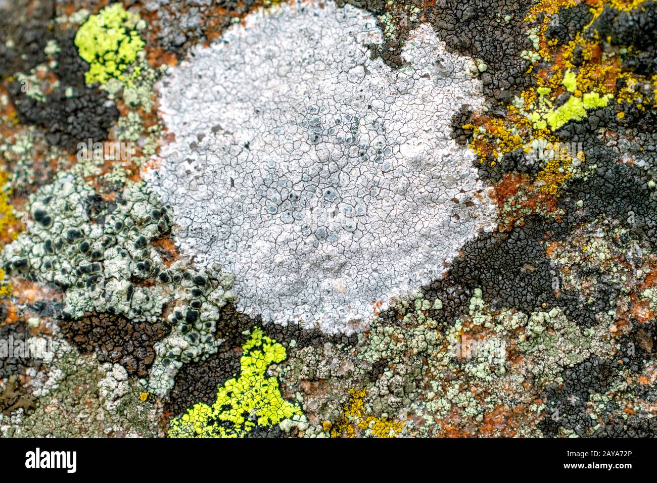 Different lichens hi-res stock photography and images - Alamy