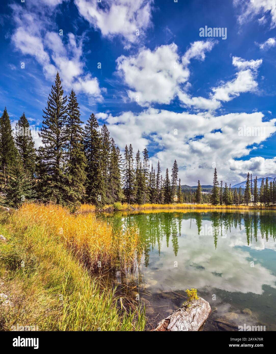 Evergreen pine fir trees hi-res stock photography and images - Alamy