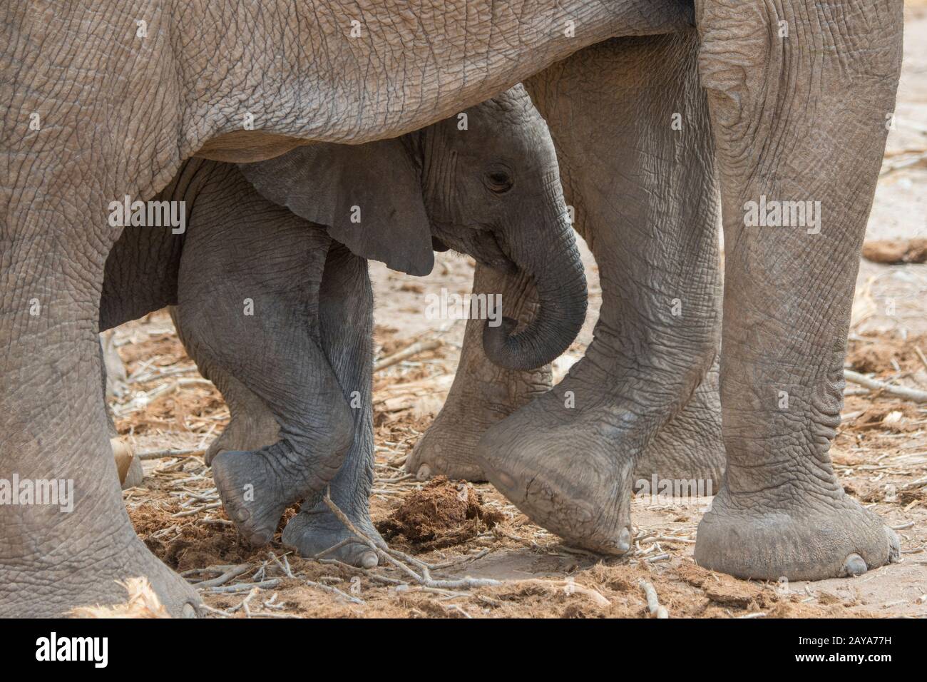 Baby between legs hi-res stock photography and images - Alamy